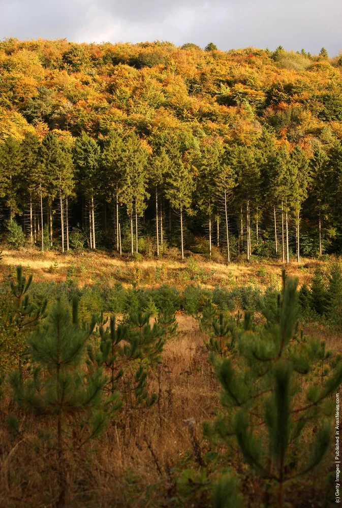 Autumn Colours