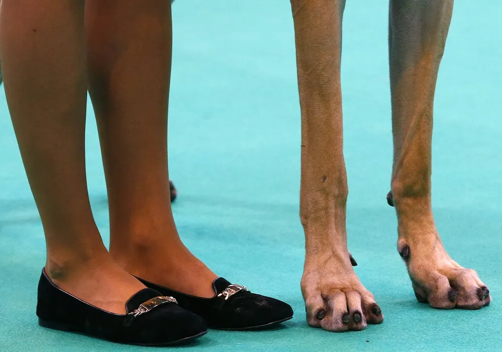 Dog Show In Birmingham