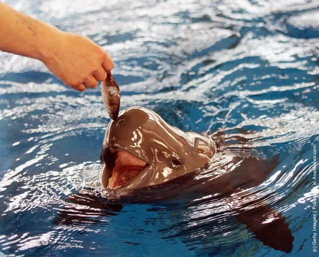 Yangtze Finless Porpoise